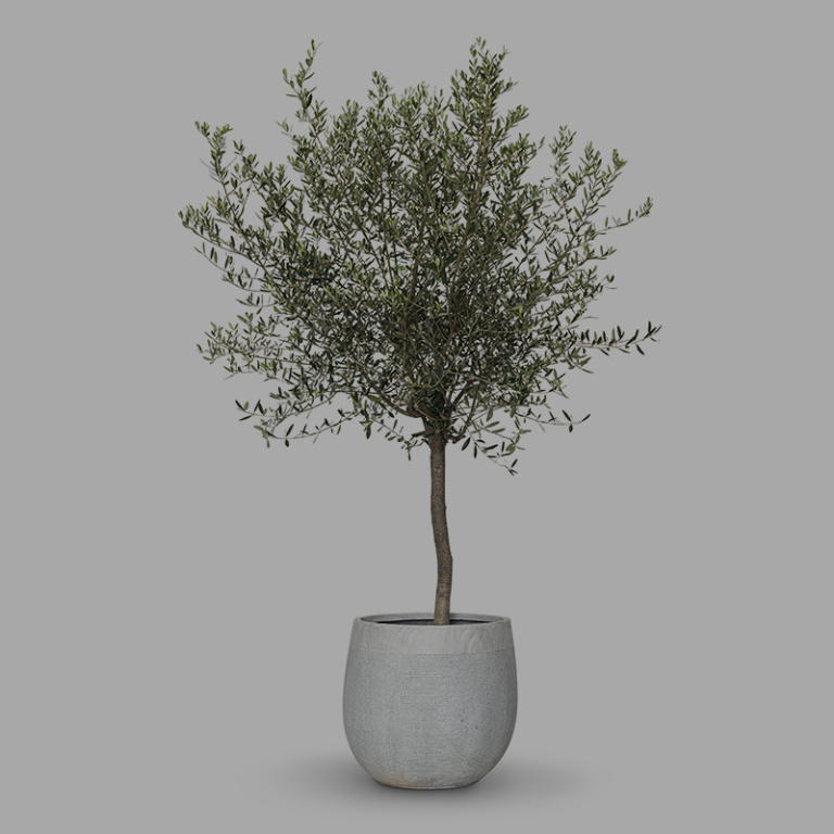 Buy Olive Trees From Specialist Growers & Suppliers Of Olive Trees