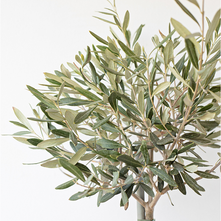 Buy Olive Trees From Specialist Growers & Suppliers Of Olive Trees