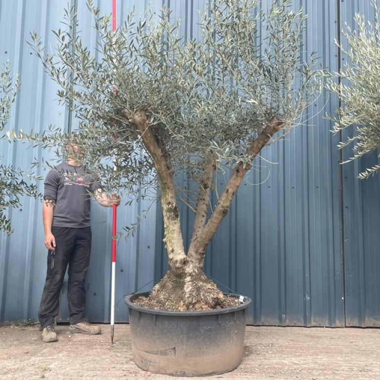 Olive Trees For Sale By Villaggio Verde | National Growers Of Olive Trees