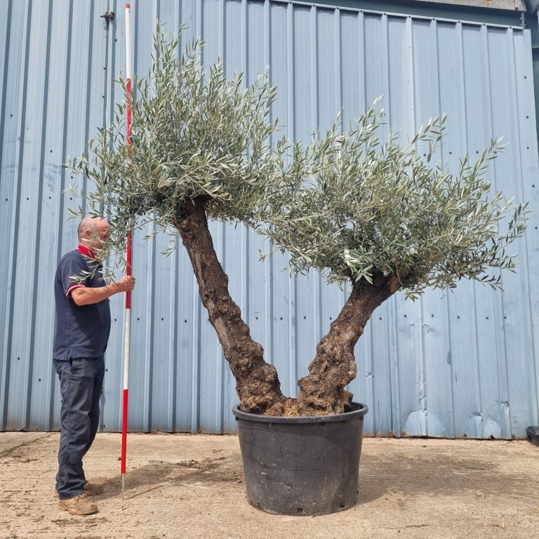 Olive Trees For Sale By Villaggio Verde | National Growers Of Olive Trees
