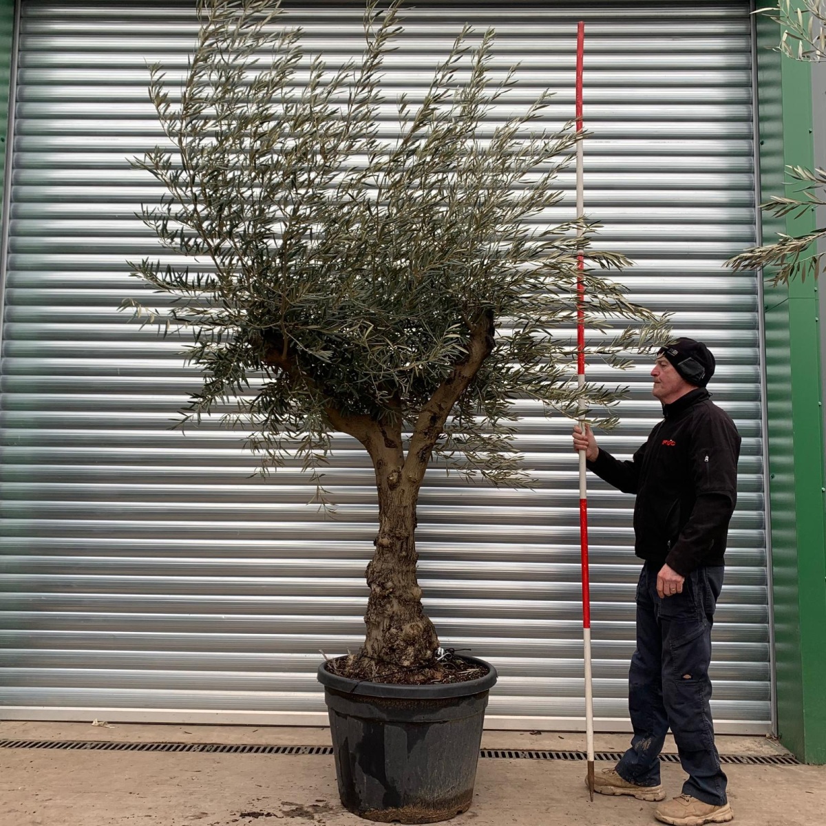 Old Olive Trees | Buy Ancient & Gnarled Olive Trees From VILLAGGIO VERDE