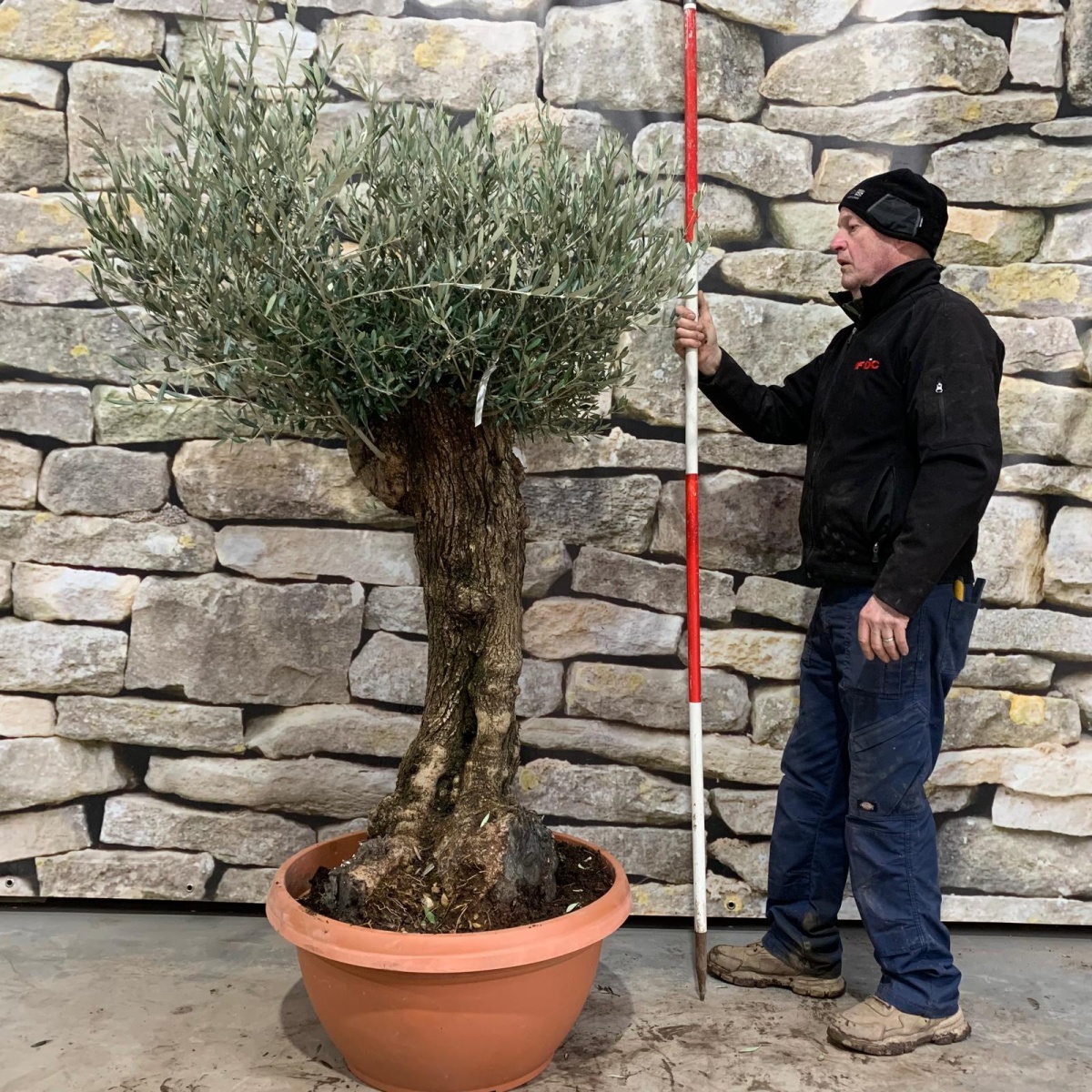 Old Olive Trees | Buy Ancient & Gnarled Olive Trees From VILLAGGIO VERDE
