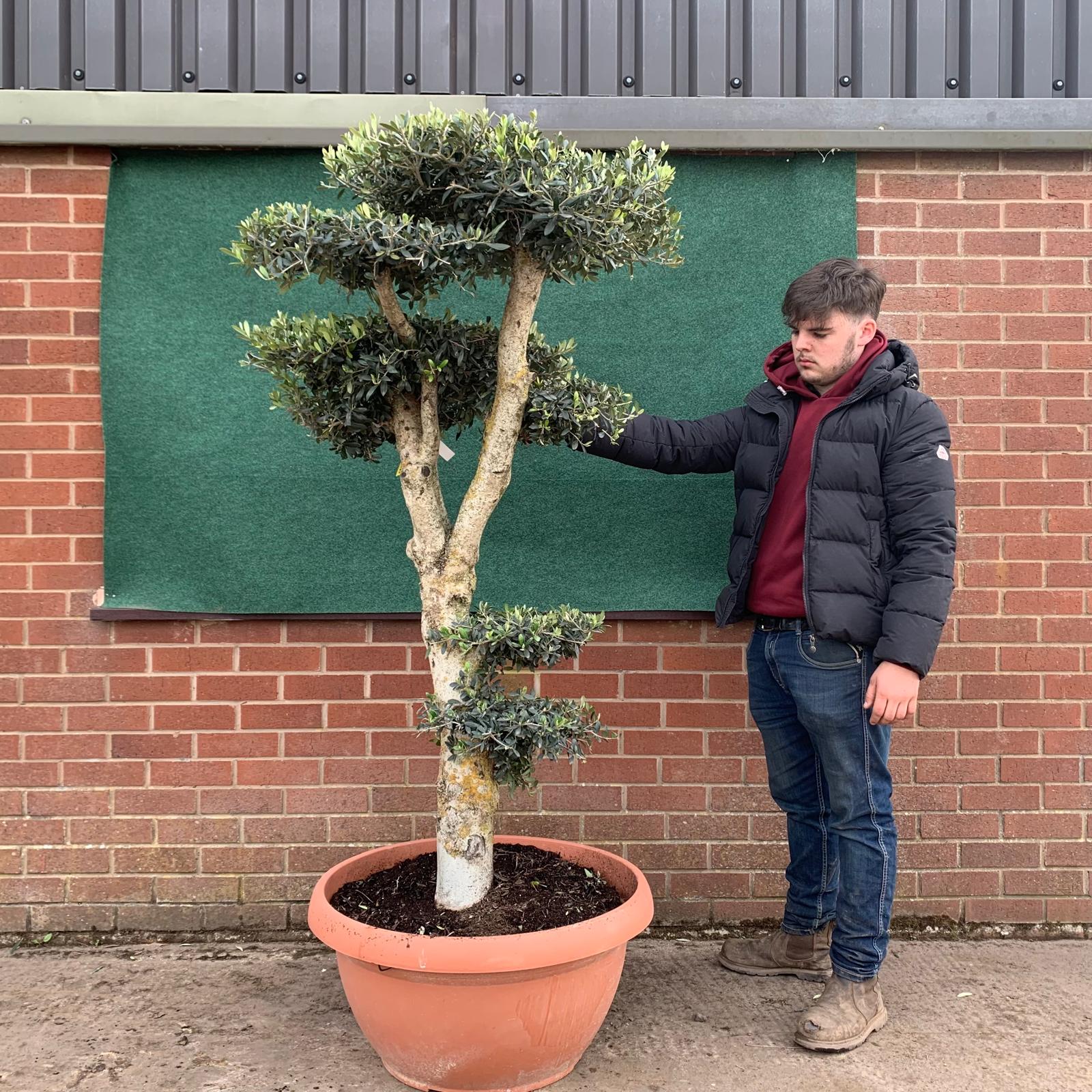 Wonderful Specimen Cloud Olive Fruit Tree In Our Bowl Format 17539 ...