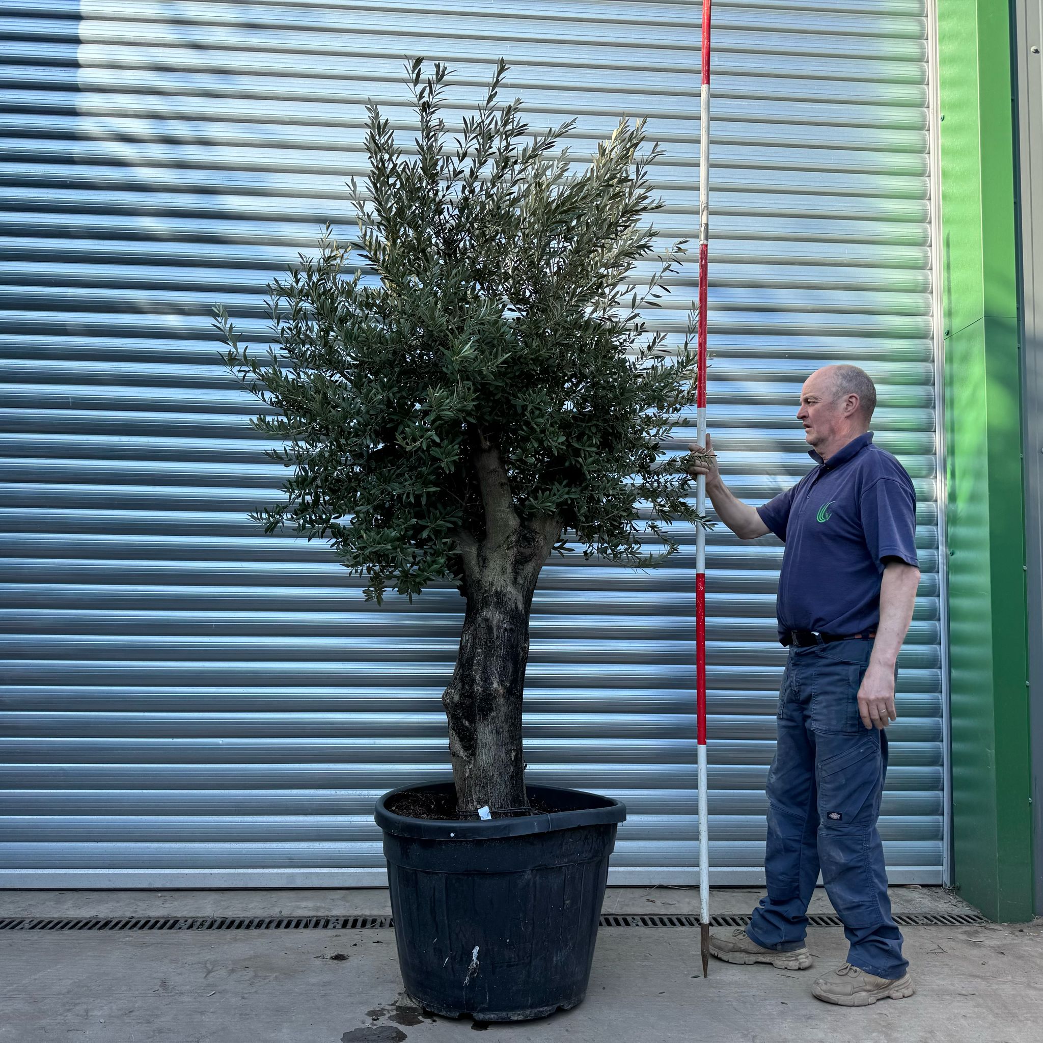 Solid Old Specimen Olive Fruit Tree 17667 | Olive Trees Supplier