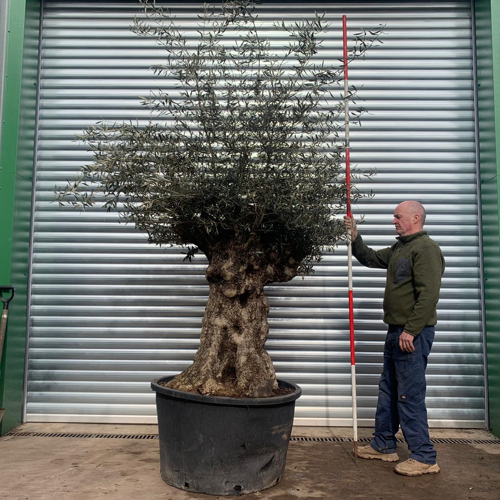 Amazing Specimen Olive Fruit Tree 18386 | Olive Trees Supplier