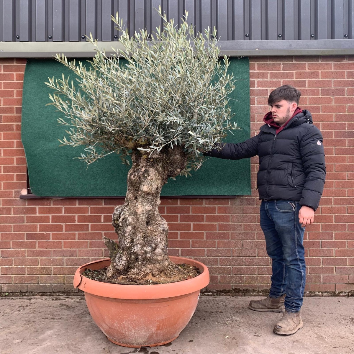 Beautiful Old Specimen Olive Fruit Tree In Our Bowl Format 18504 ...