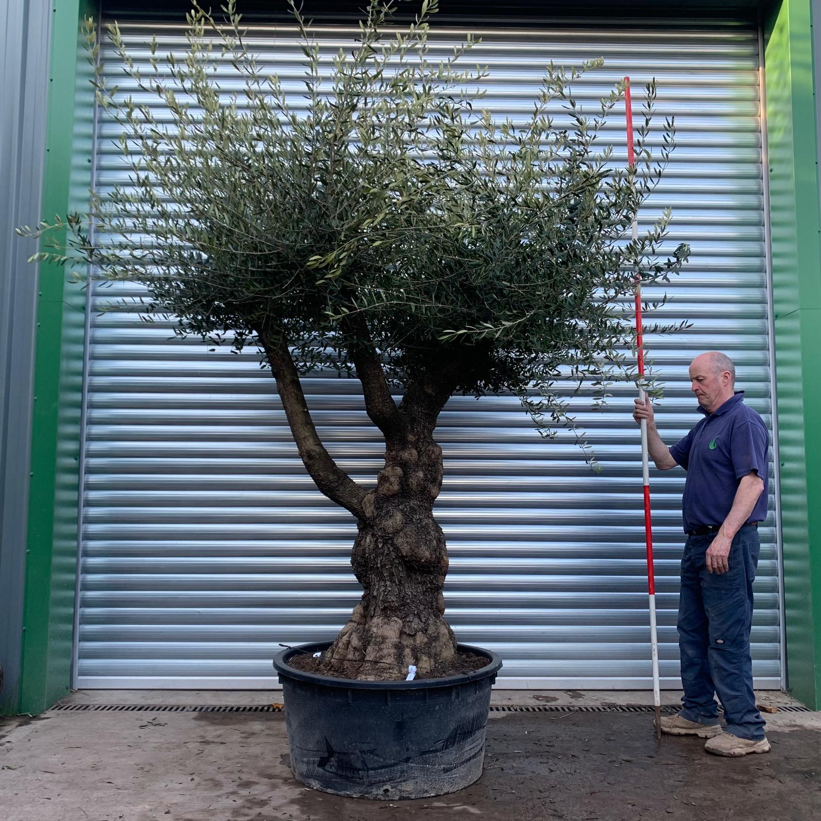 Stunning Branched Old Specimen Olive Fruit Tree 18573 | Olive Trees ...