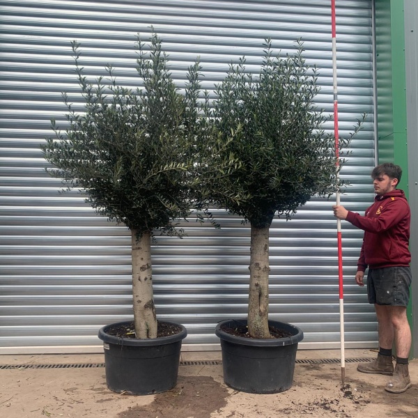 Olive Trees For Sale By Villaggio Verde | National Growers Of Olive Trees
