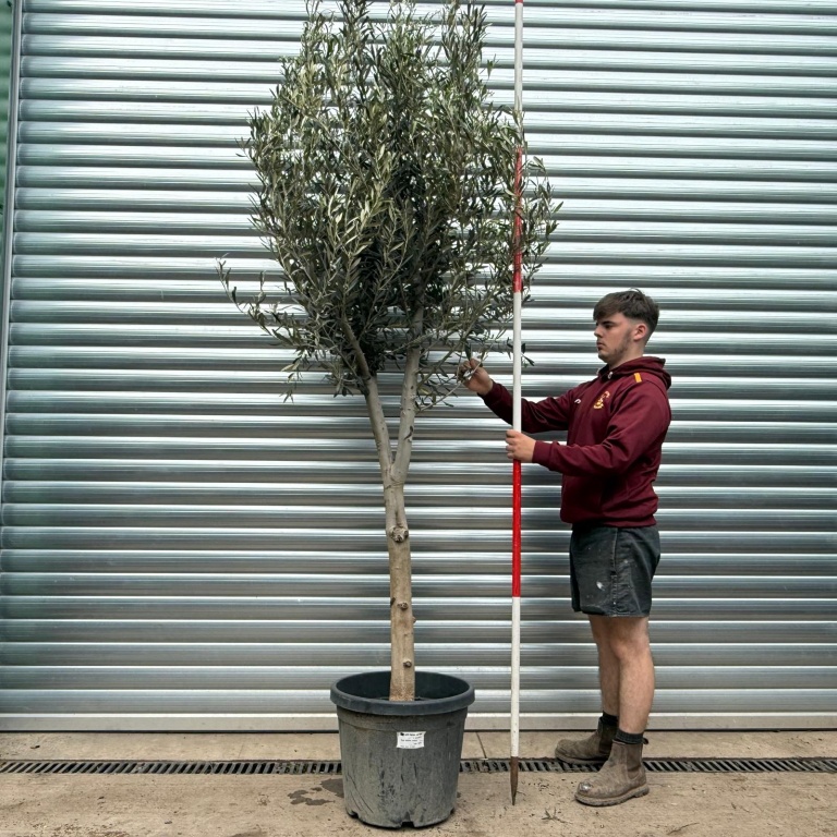 Olive Trees For Sale By Villaggio Verde | National Growers Of Olive Trees