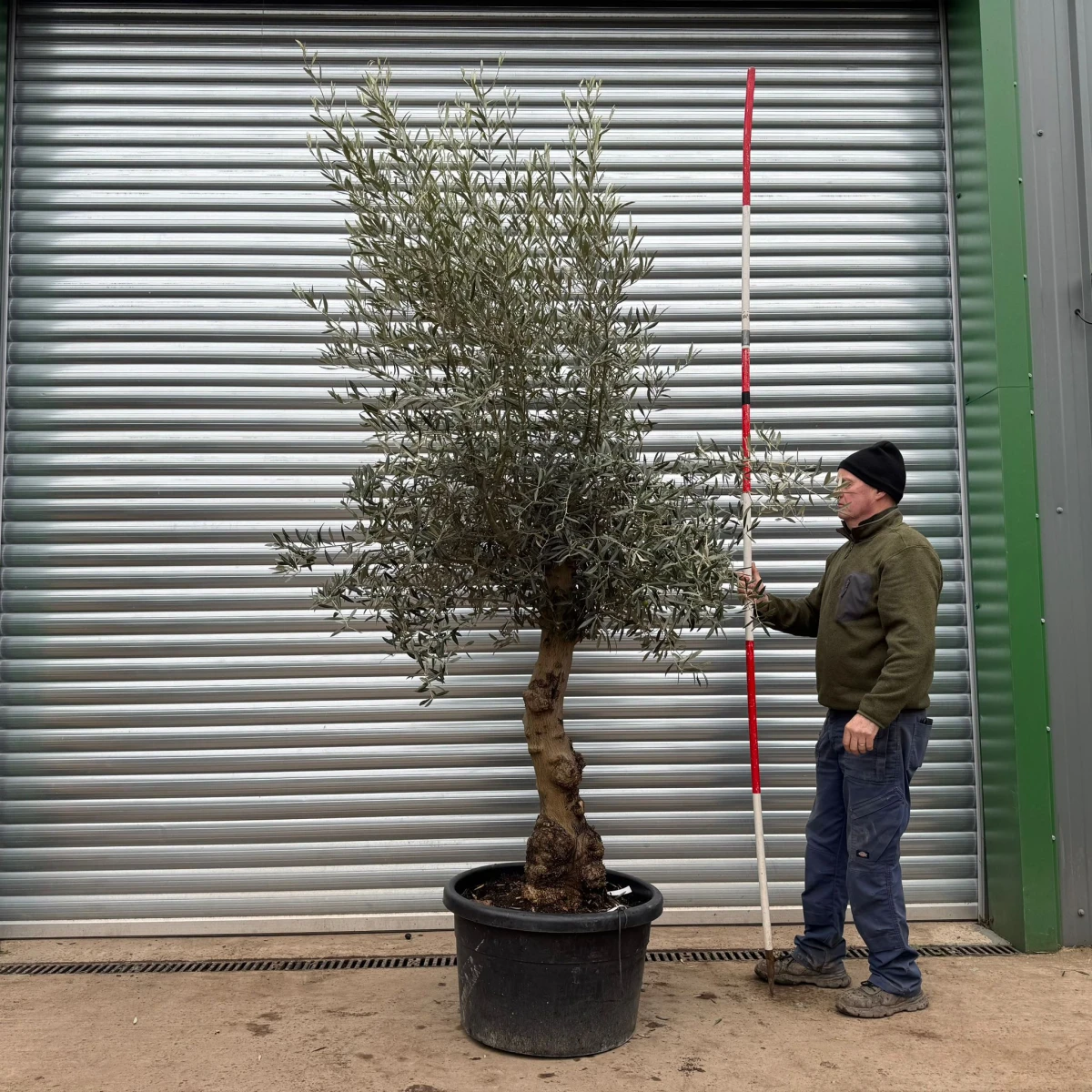 Super Specimen Olive Fruit Tree 20423 | Olive Trees Supplier