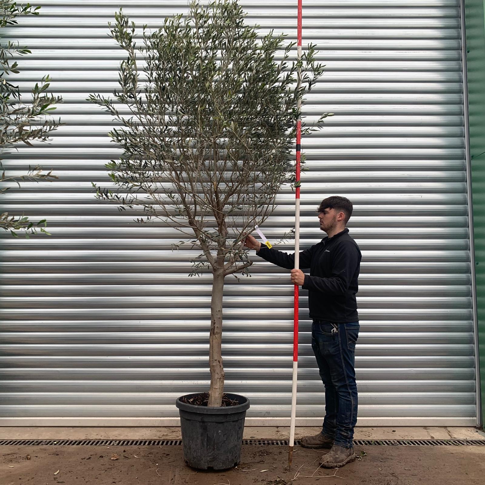 The Windsor Mature Olive Fruit Tree Specimen With Light Open Crown ...