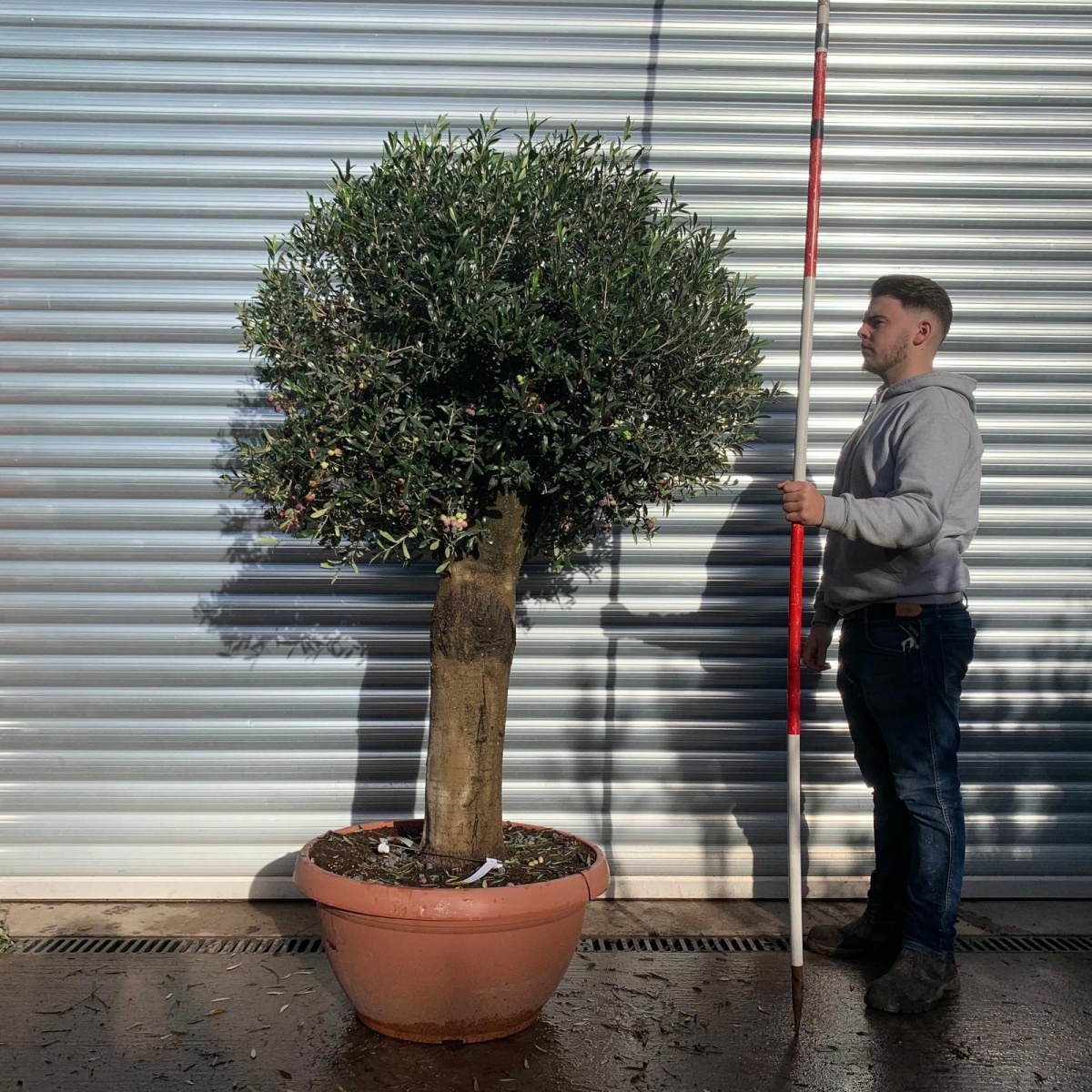 Lovely Specimen Olive Fruit Tree Pruned And Shaped 20658 | Olive Trees ...