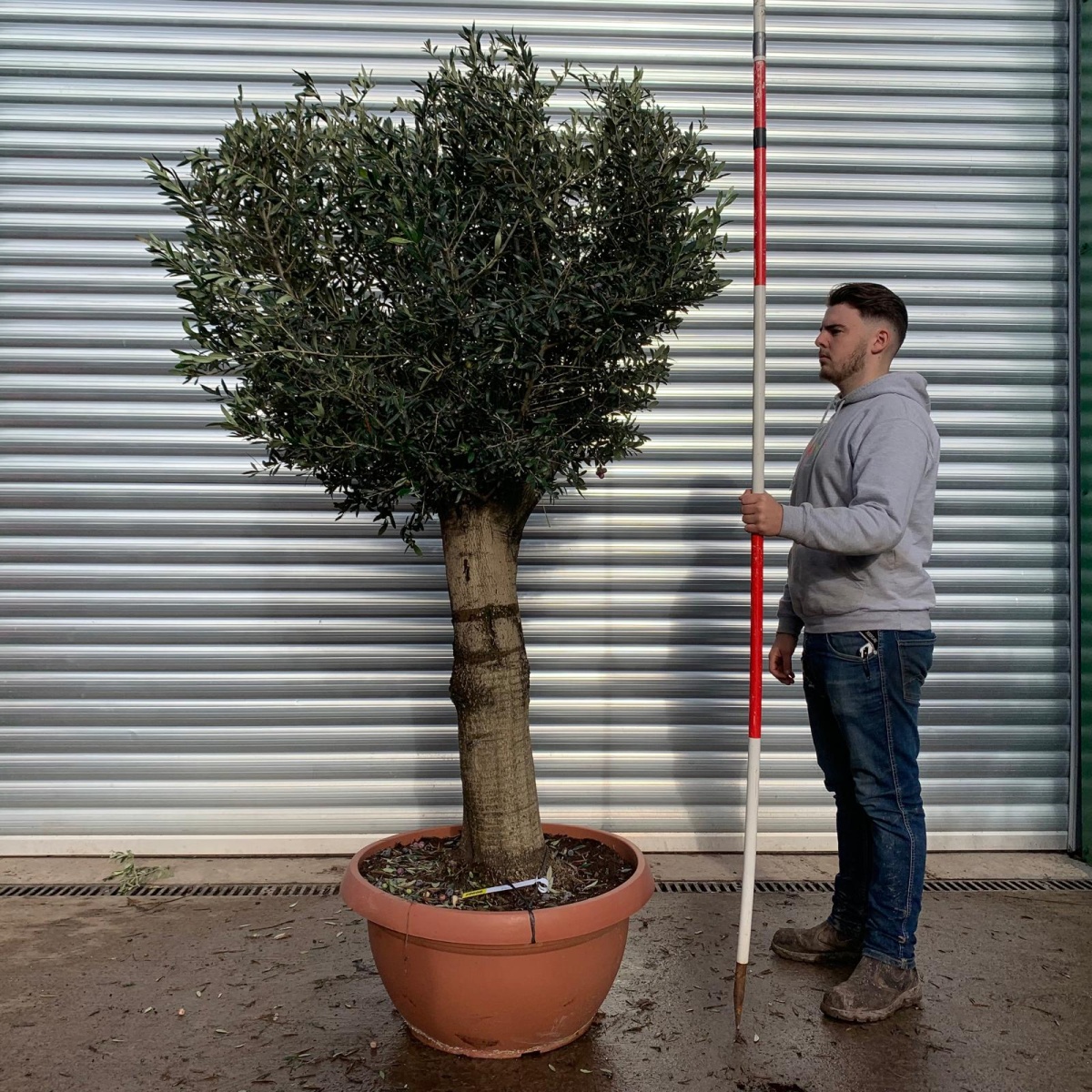 Lovely Specimen Olive Fruit Tree 20666 Pruned Ready For Spring 20666 ...