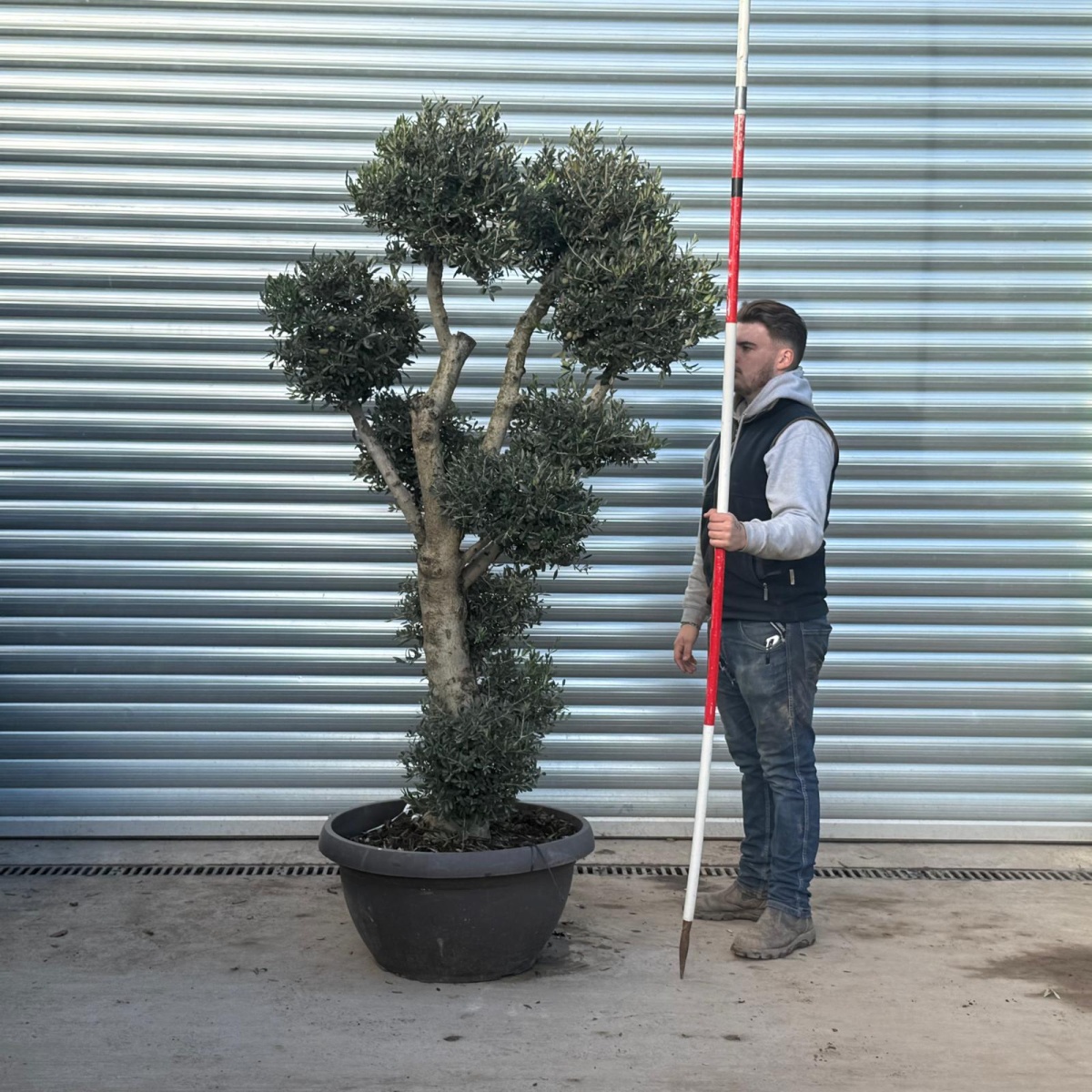 Architectural Clipped Feature Specimen Olive Fruit Tree In Our Bowl ...