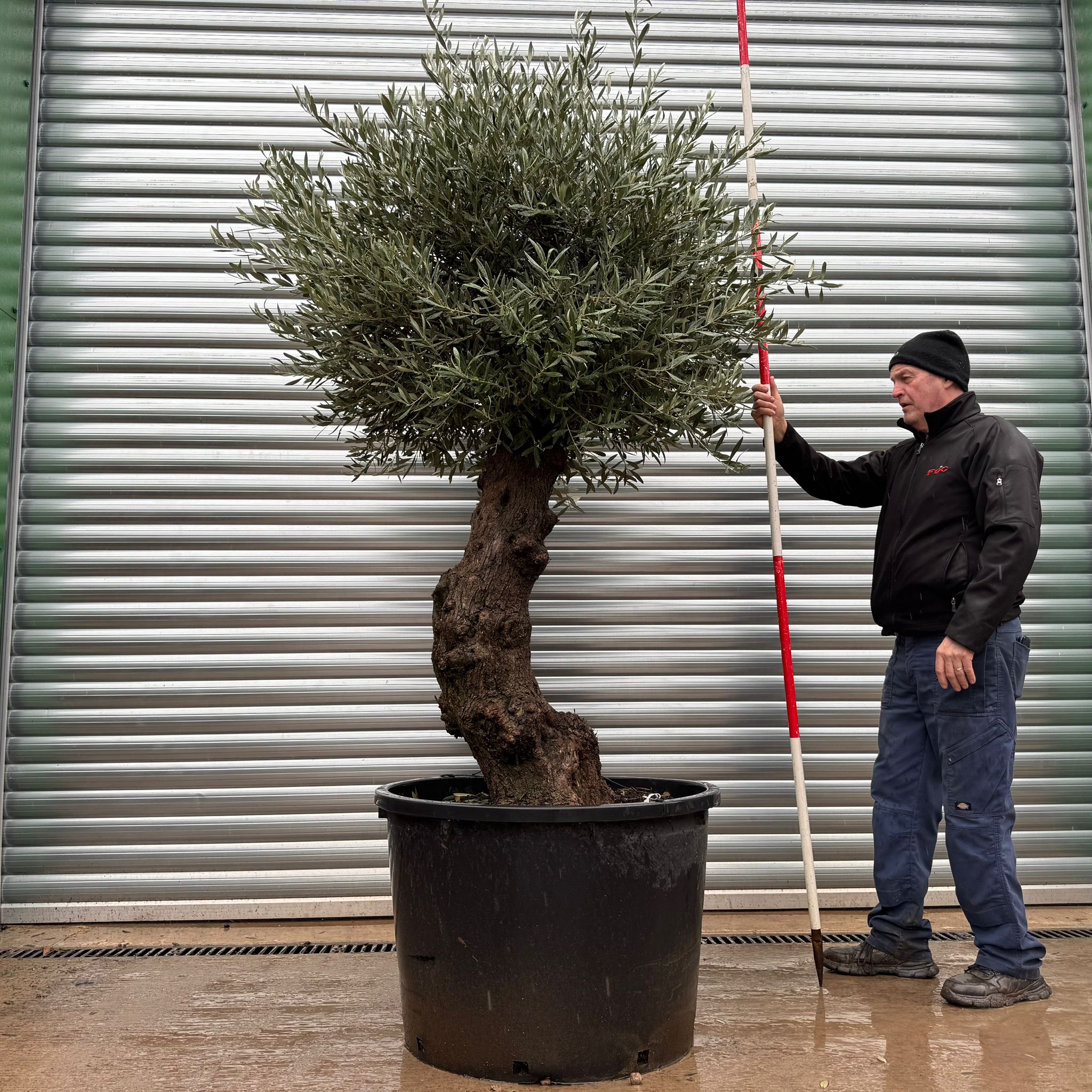 Beautiful Quirky Specimen Olive Fruit Tree 20981 | Olive Trees Supplier