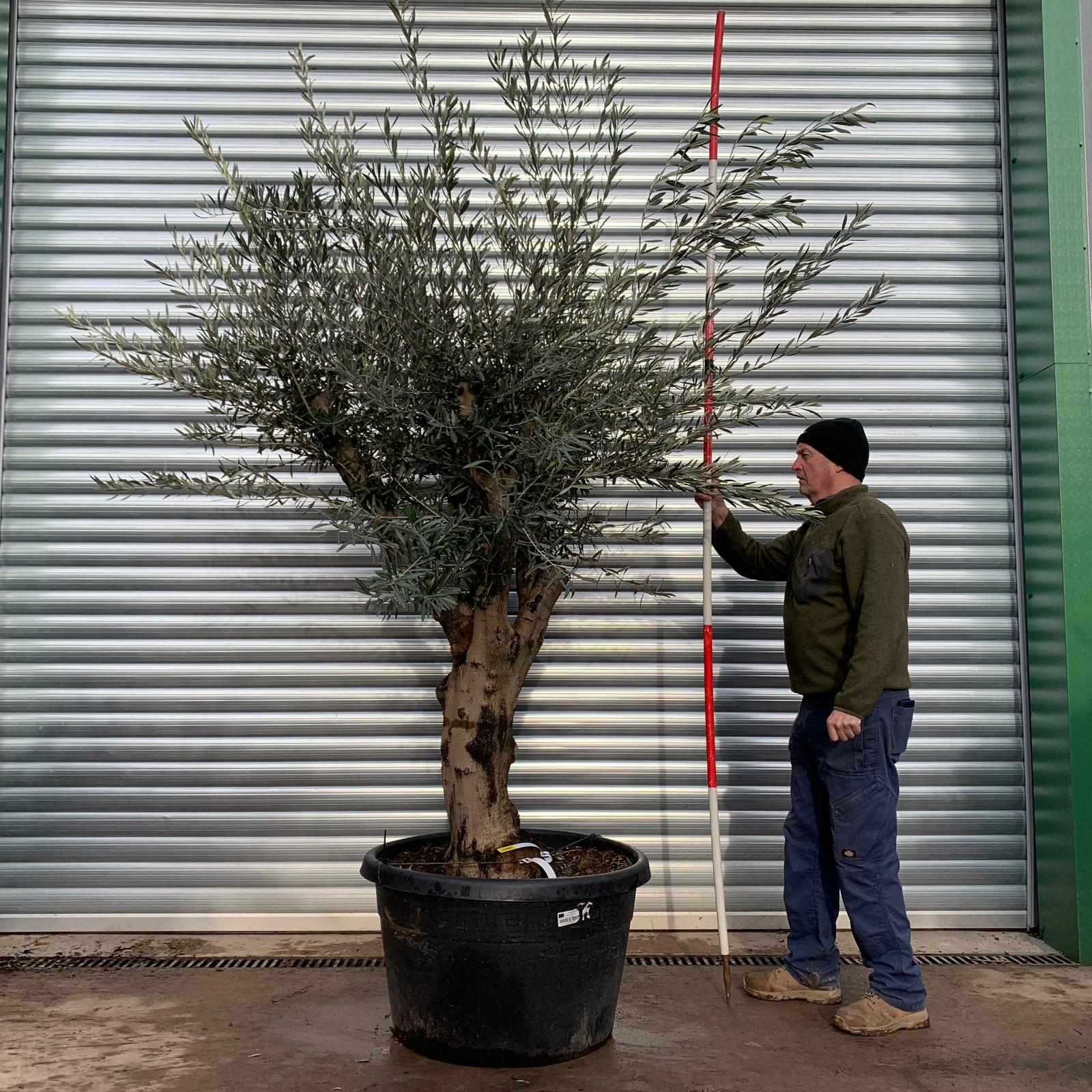 Olive Trees | Branched Olive Trees | 20937 | Olive Trees Supplier