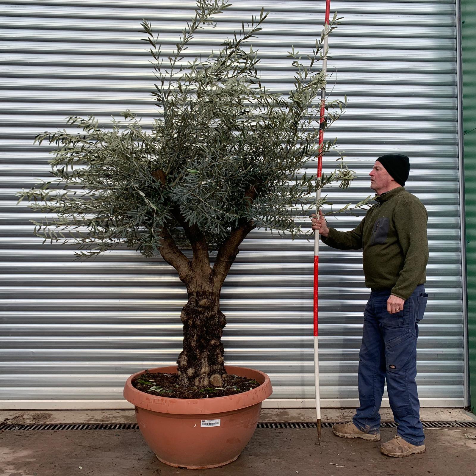 Olive Trees | Branched Olive Trees | 20943 | Olive Trees Supplier