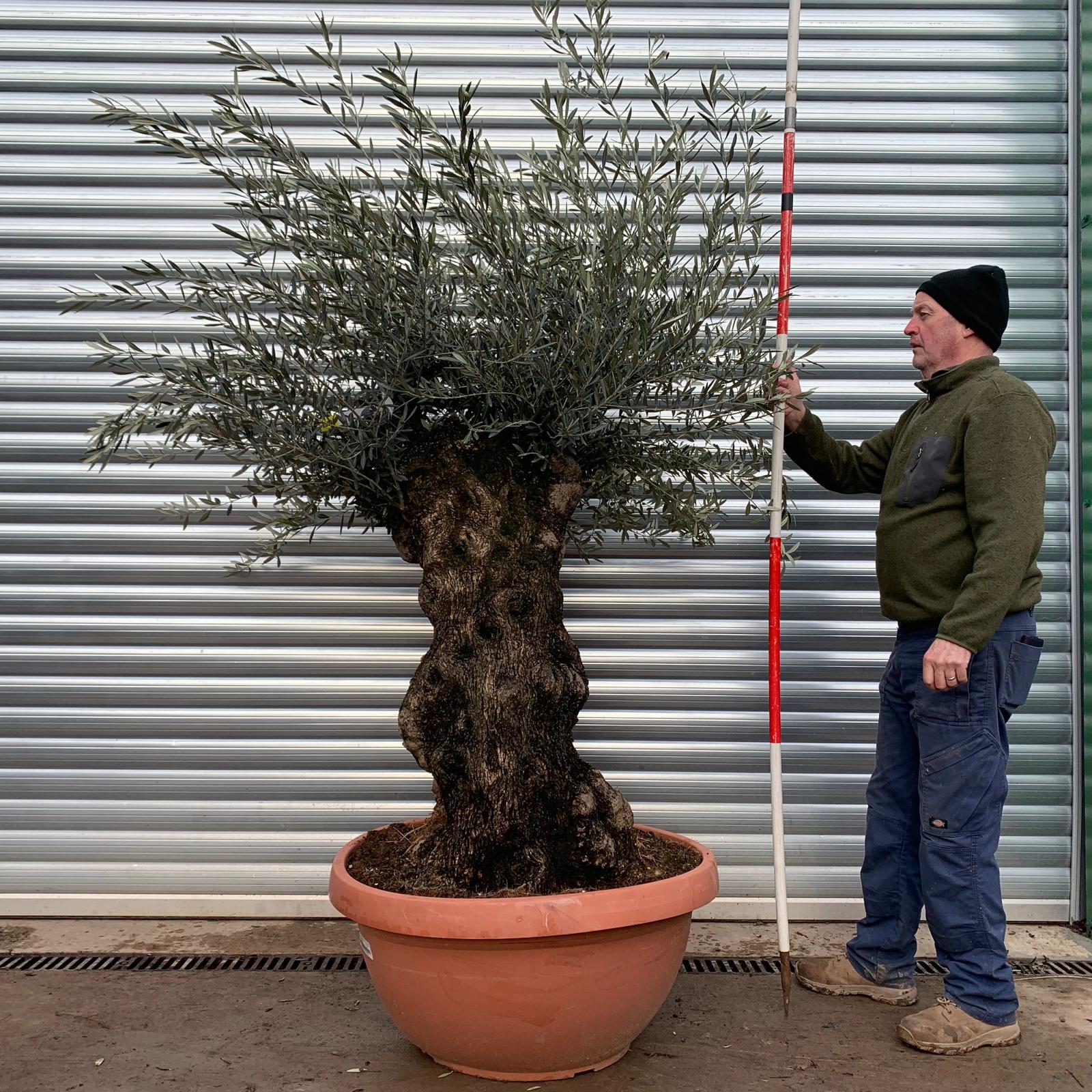 Olive Trees | Old Olive Trees | 20944 | Olive Trees Supplier
