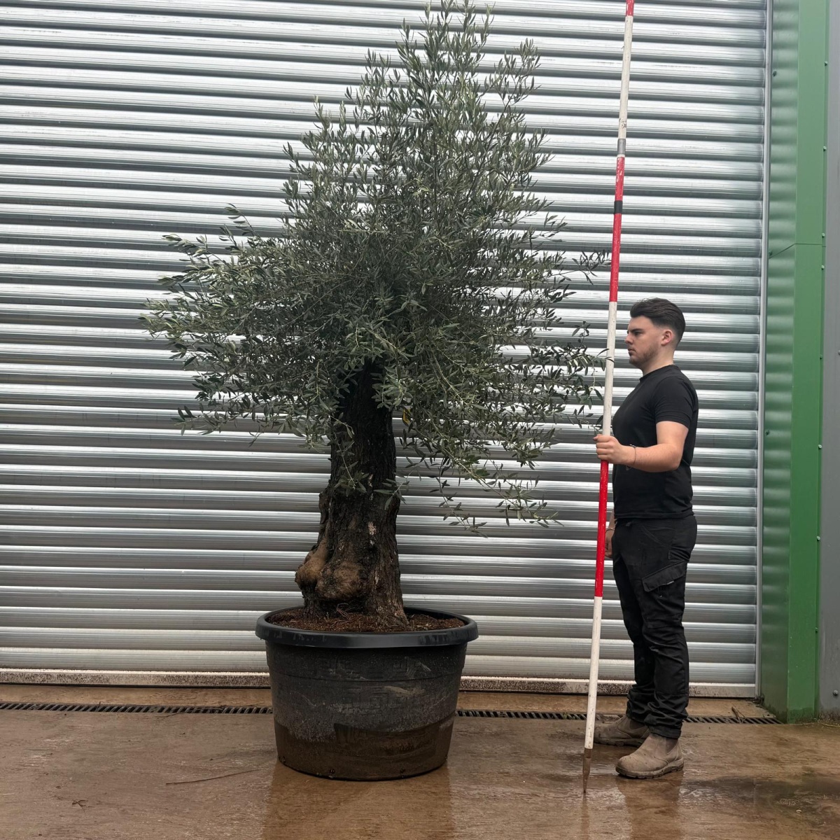 Olive Trees | Old Olive Trees | 22041 | Olive Trees Supplier