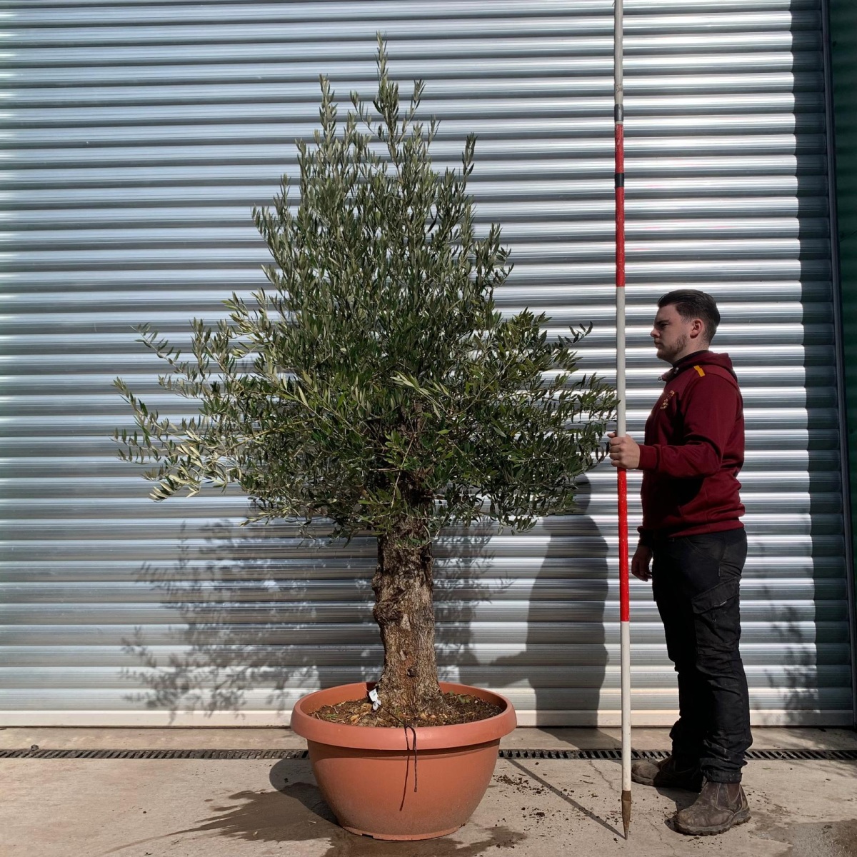 Olive Trees | Old Olive Trees | 22073 | Olive Trees Supplier