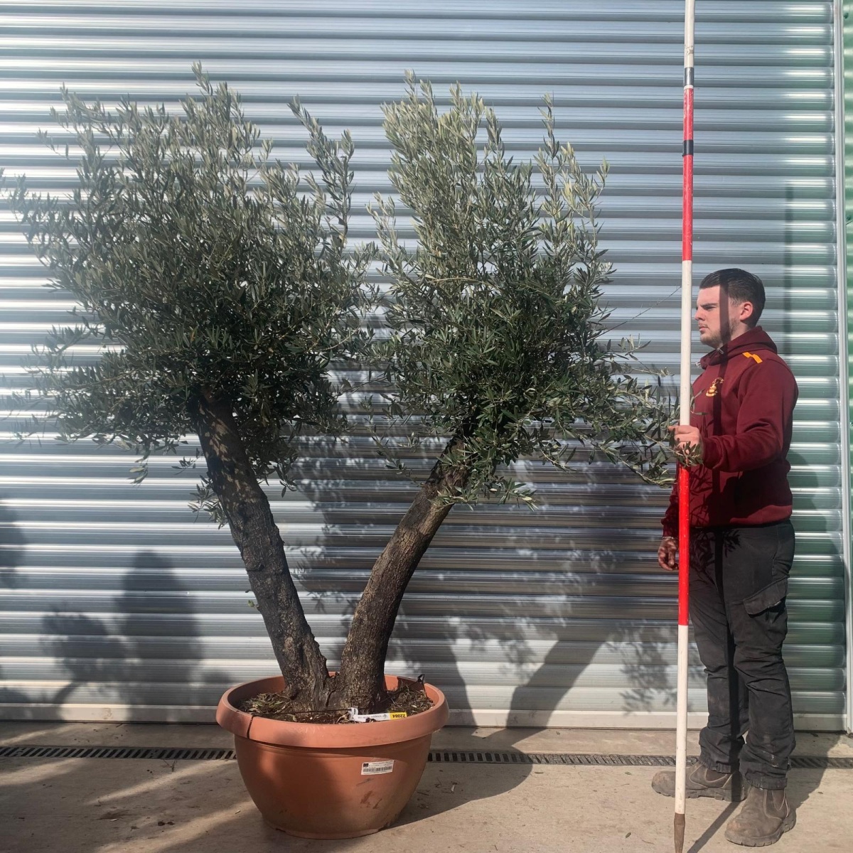 Olive Trees | Old Olive Trees | 22084 | Olive Trees Supplier