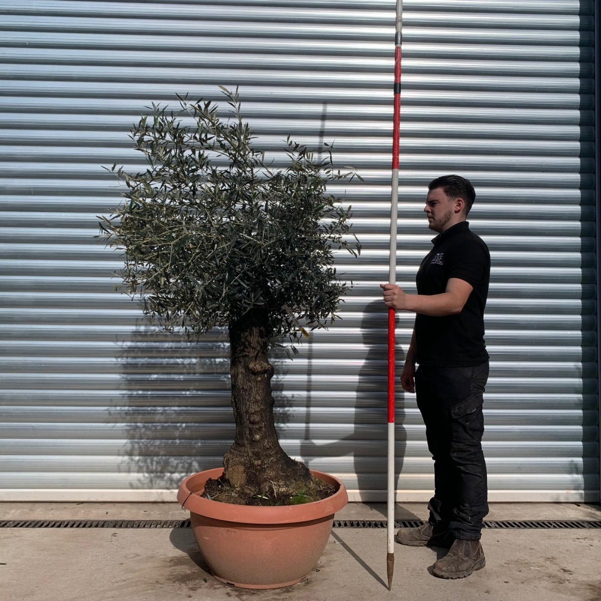 Olive Trees | Old Olive Trees | 22086 | Olive Trees Supplier