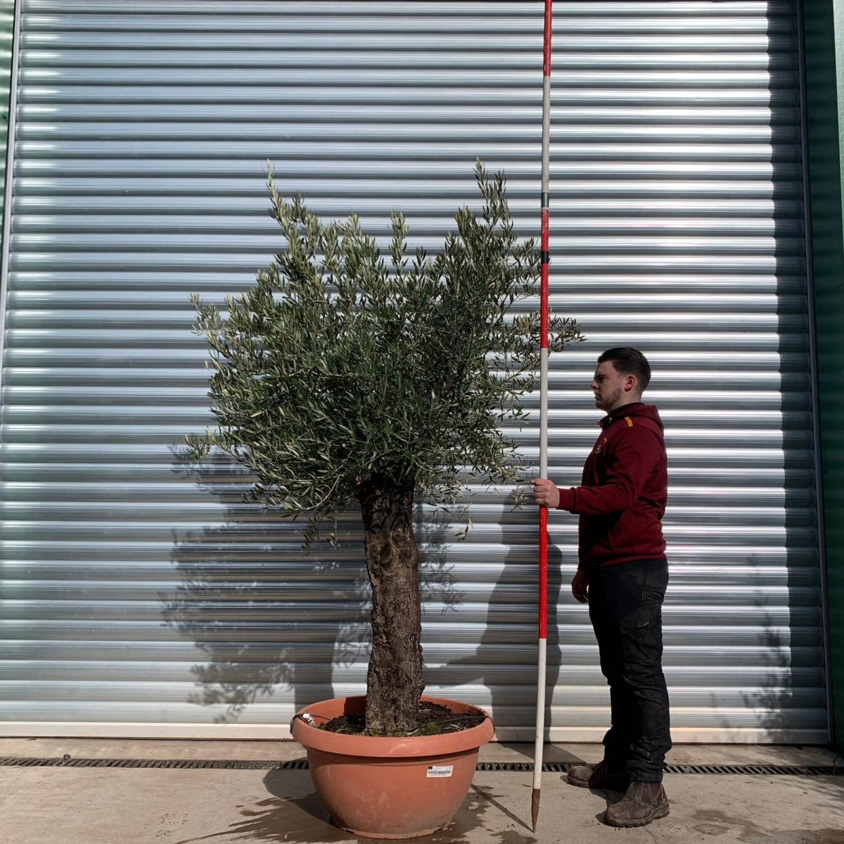 Olive Trees | Old Olive Trees | 22089 | Olive Trees Supplier