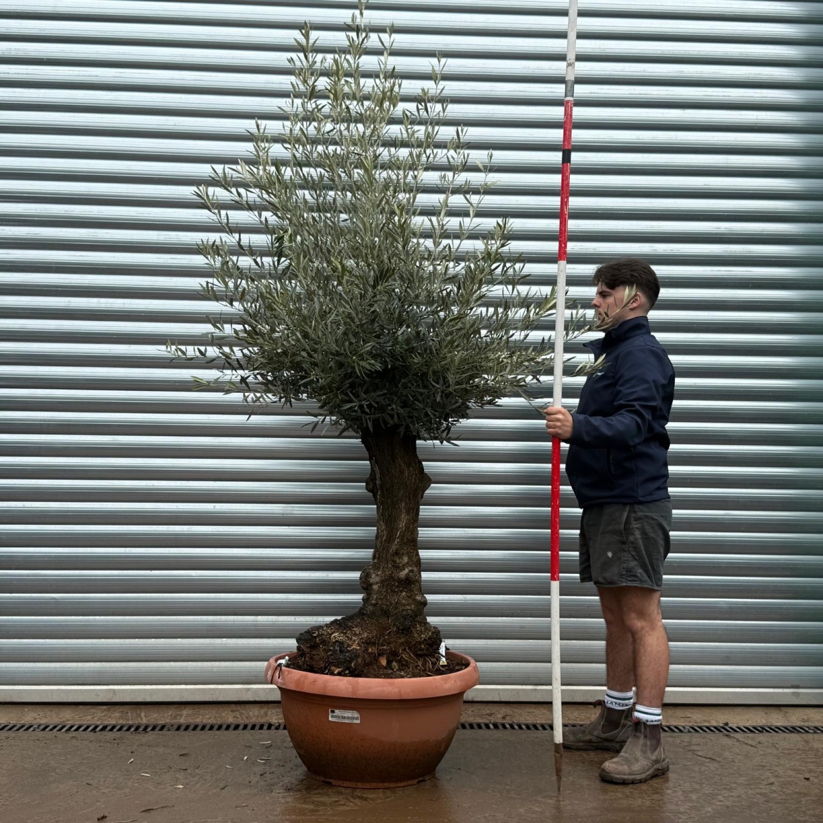Olive Trees | Old Olive Trees | 22100 | Olive Trees Supplier