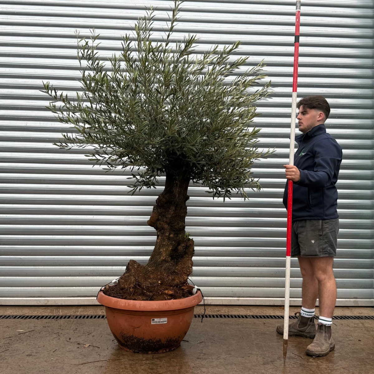 Olive Trees | Old Olive Trees | 22106 | Olive Trees Supplier
