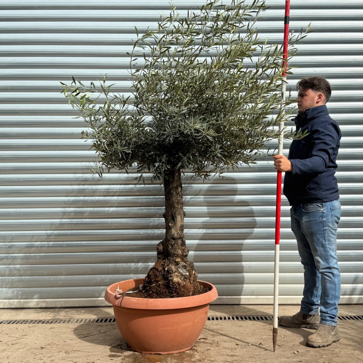 Olive Trees | Gnarly Olive Trees | 22202 | Olive Trees Supplier