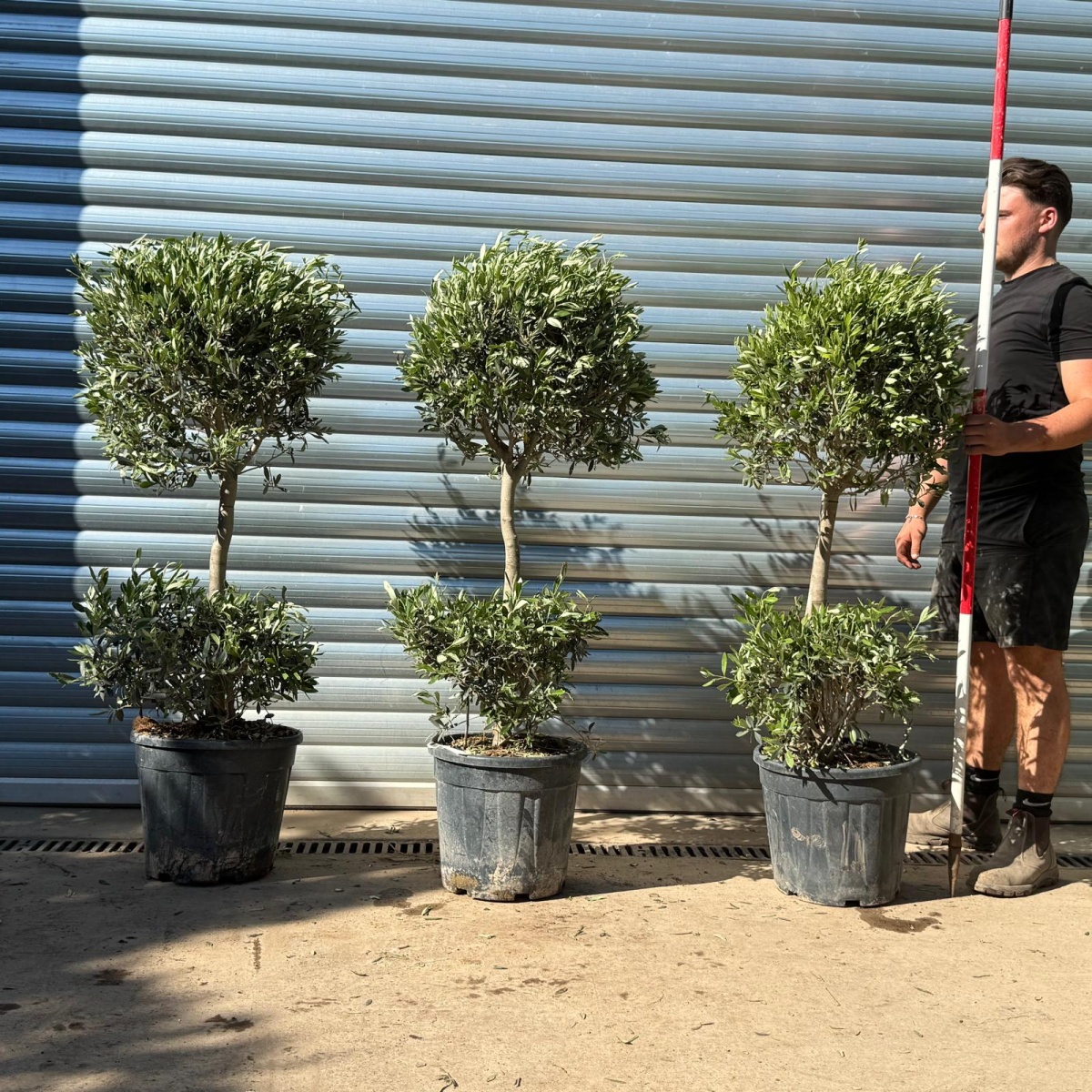 Olive Trees | Shaped Olive Trees | TRIO | Olive Trees Supplier