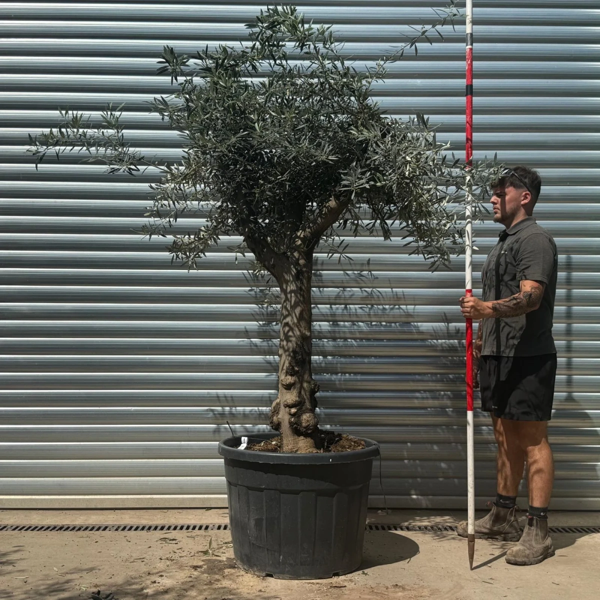 Olive Trees | Gnarly Olive Trees | 22707 | Olive Trees Supplier