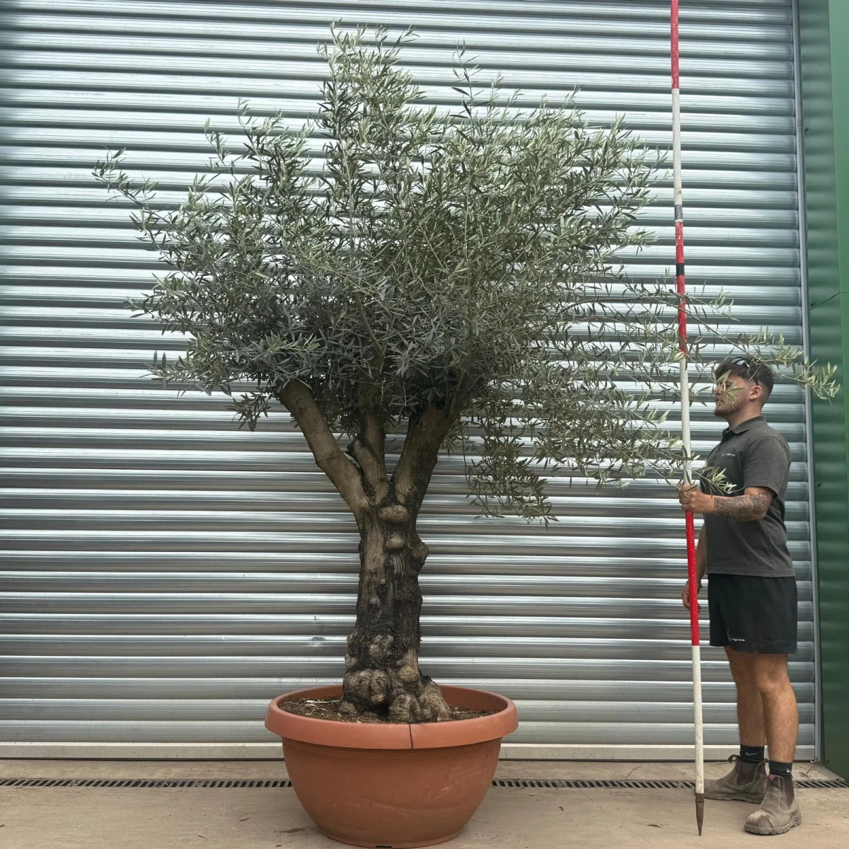 Olive Trees | Gnarly Olive Trees | 22712 | Olive Trees Supplier