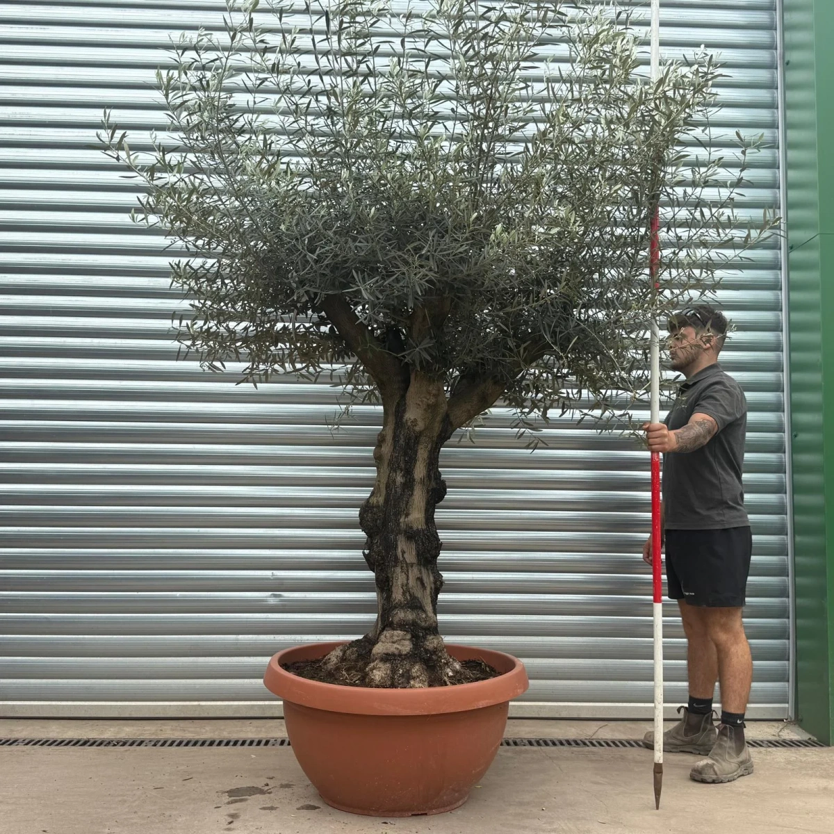 Olive Trees | Gnarly Olive Trees | 22943 | Olive Trees Supplier
