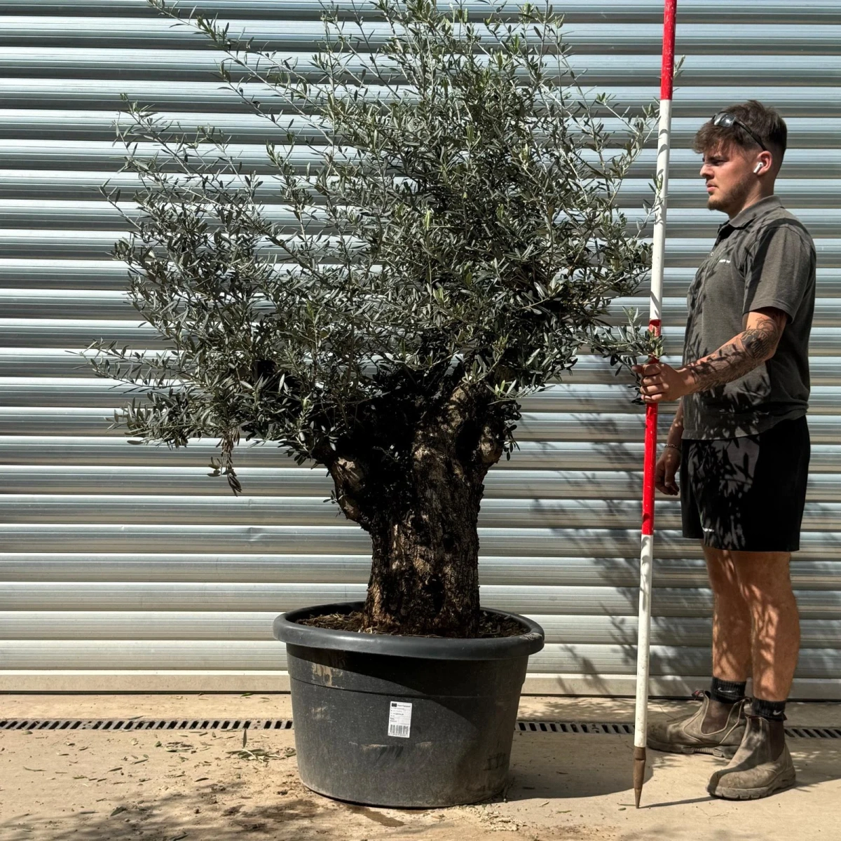 Olive Trees | Gnarly Olive Trees | 22951 | Olive Trees Supplier