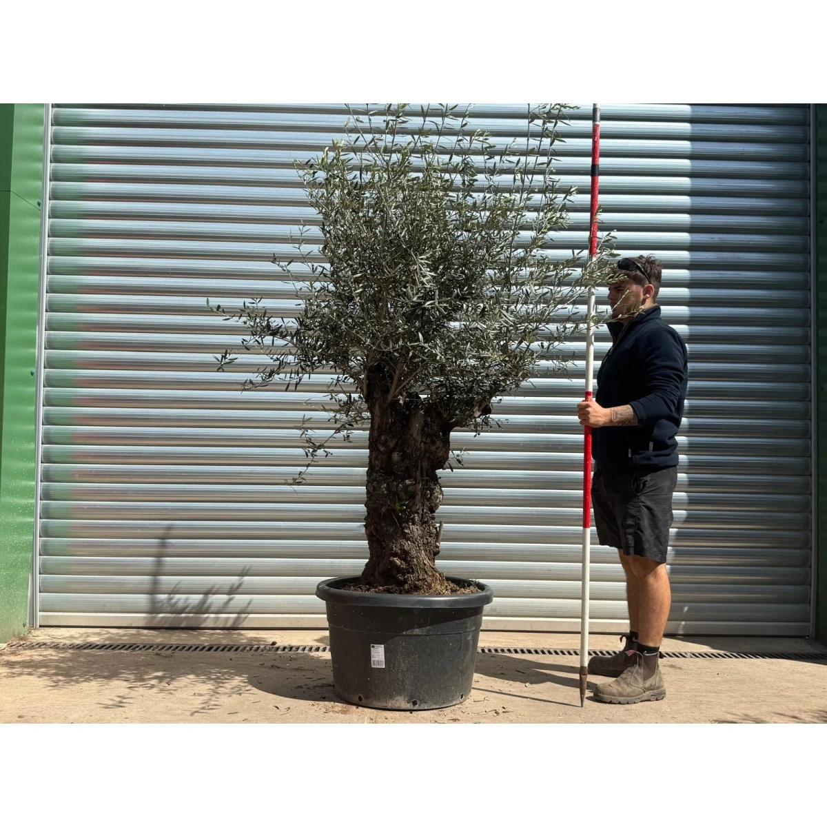 Olive Trees | Gnarly Olive Trees | 22989 | Olive Trees Supplier