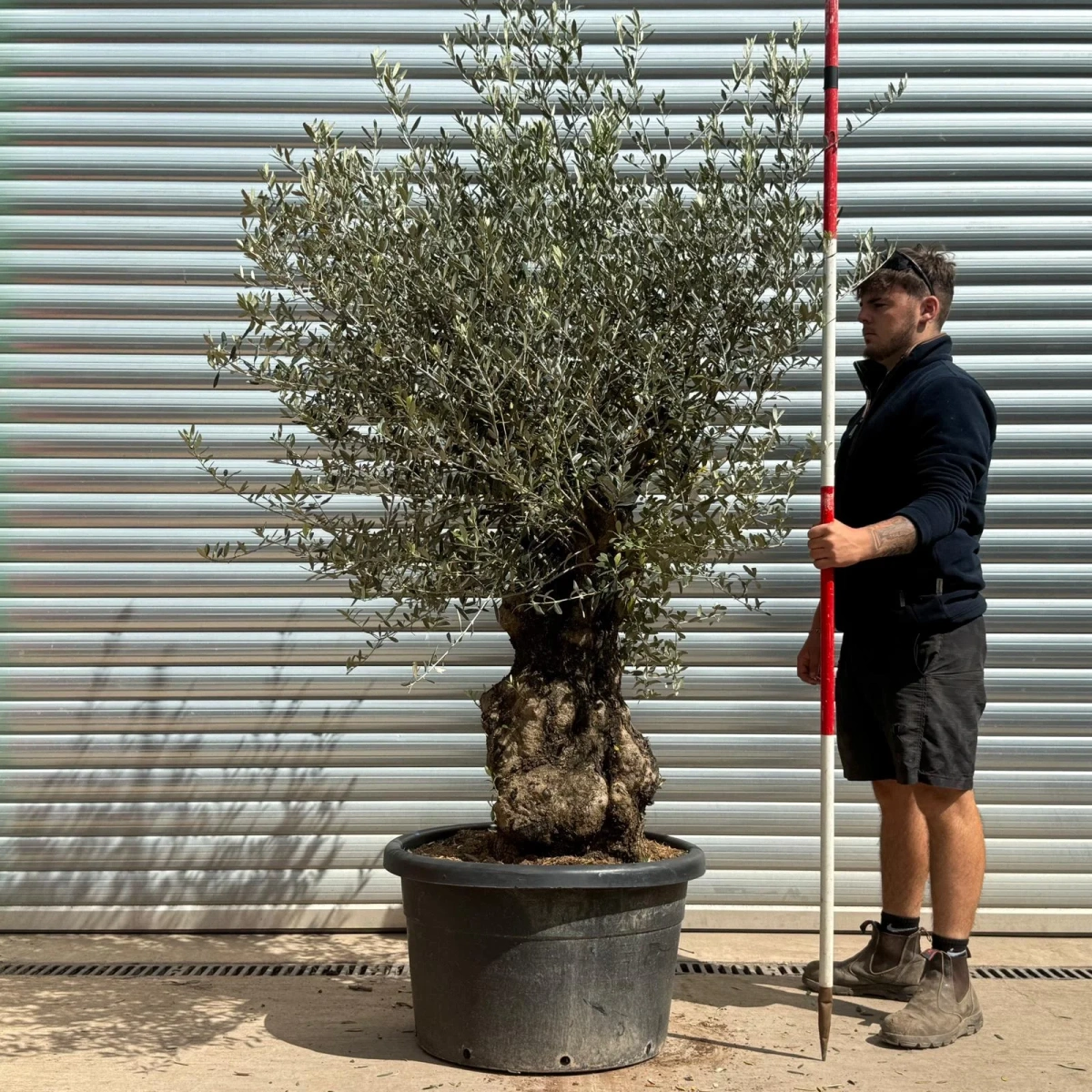 Olive Trees | Gnarly Olive Trees | 22990 | Olive Trees Supplier