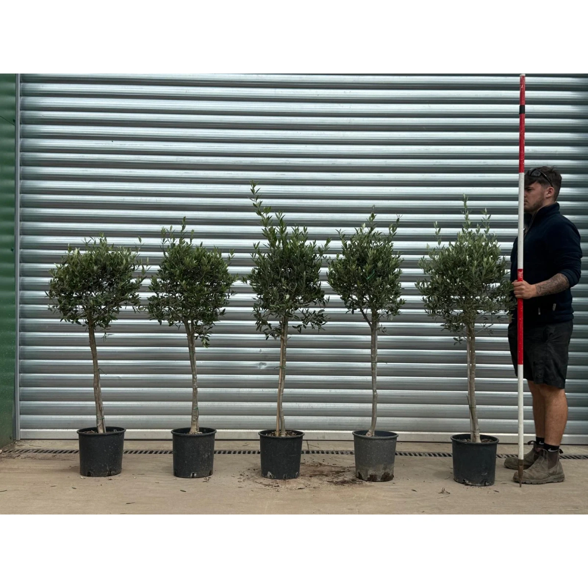 Olive Trees | Young Olive Trees | Collection X 5 | Olive Trees Supplier